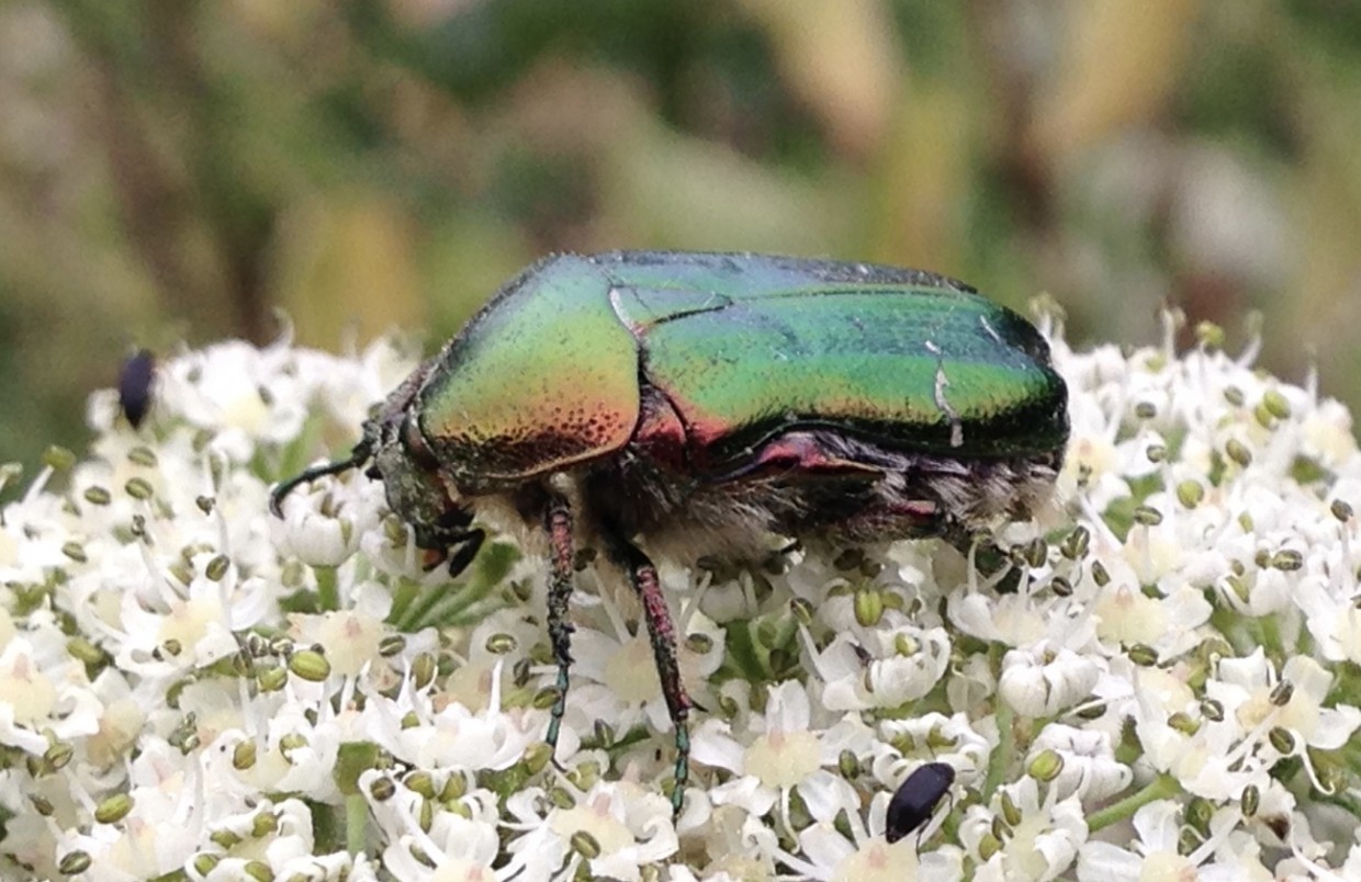La cétoine dorée, un insecte à protéger. - Le blog d'Initiatives