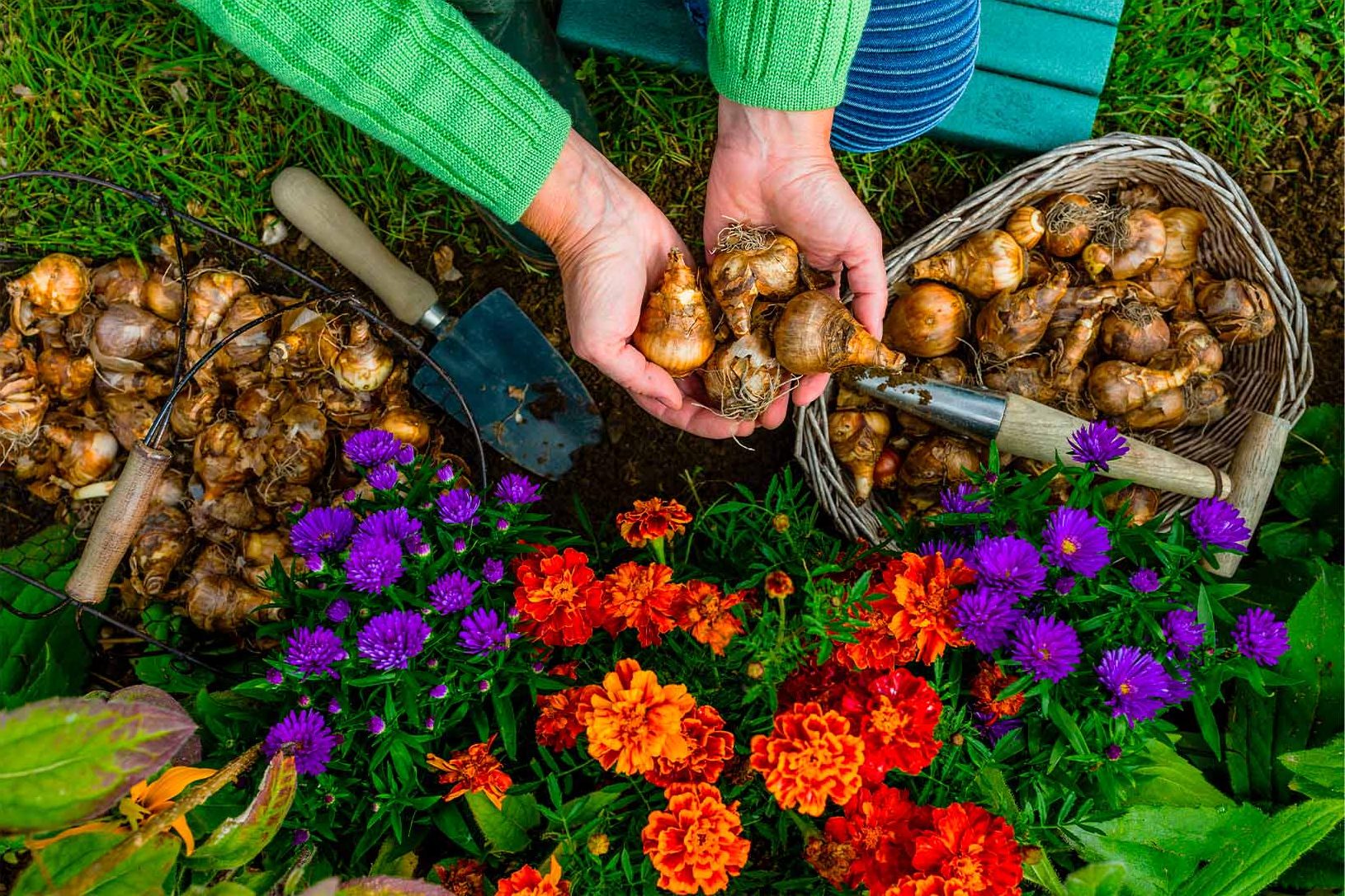 Plantation des bulbes à fleurs : le guide simple pour un jardin fleuri ...