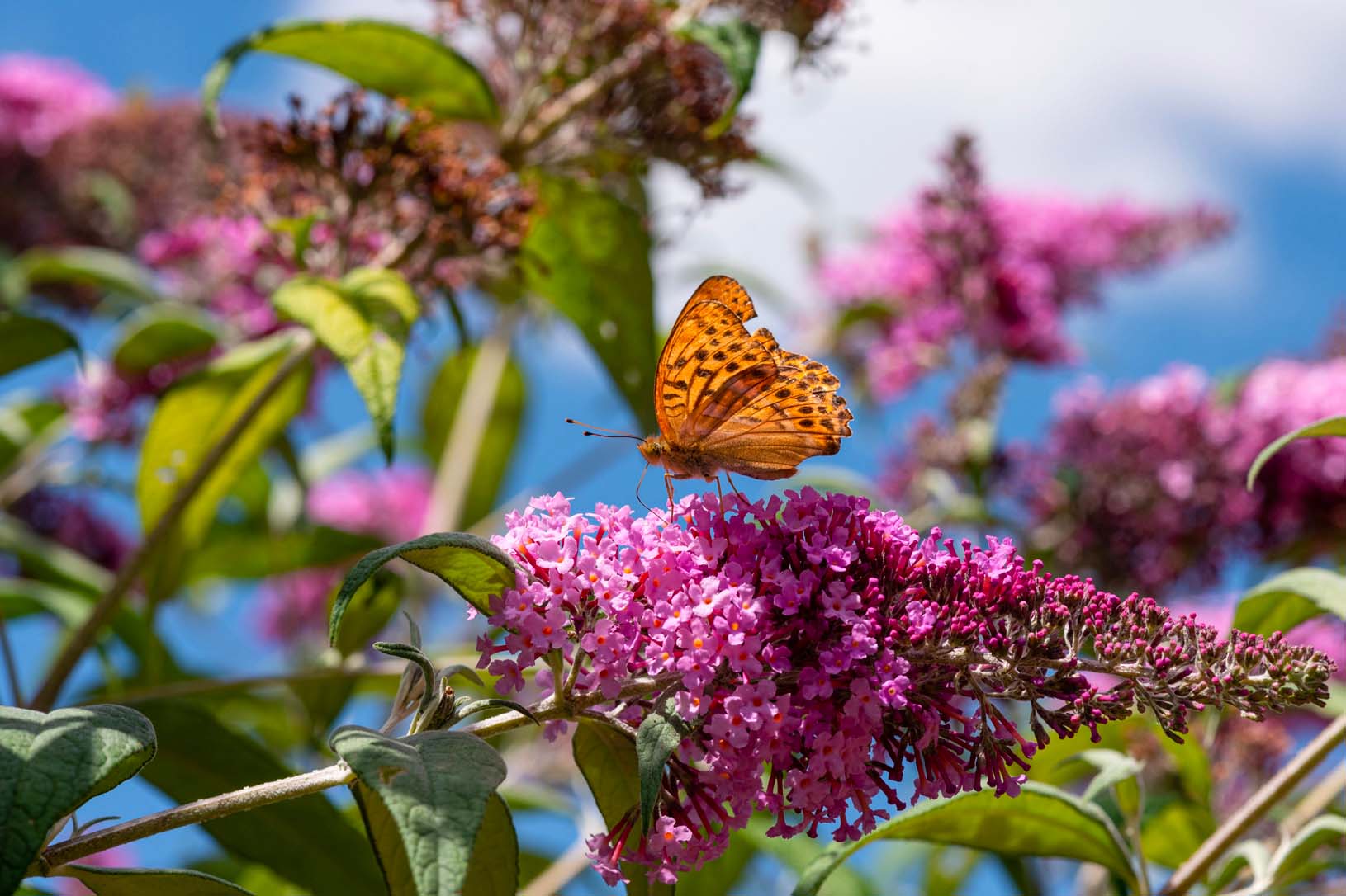 Les papillons : un voyage fascinant dans le monde de la métamorphose ...