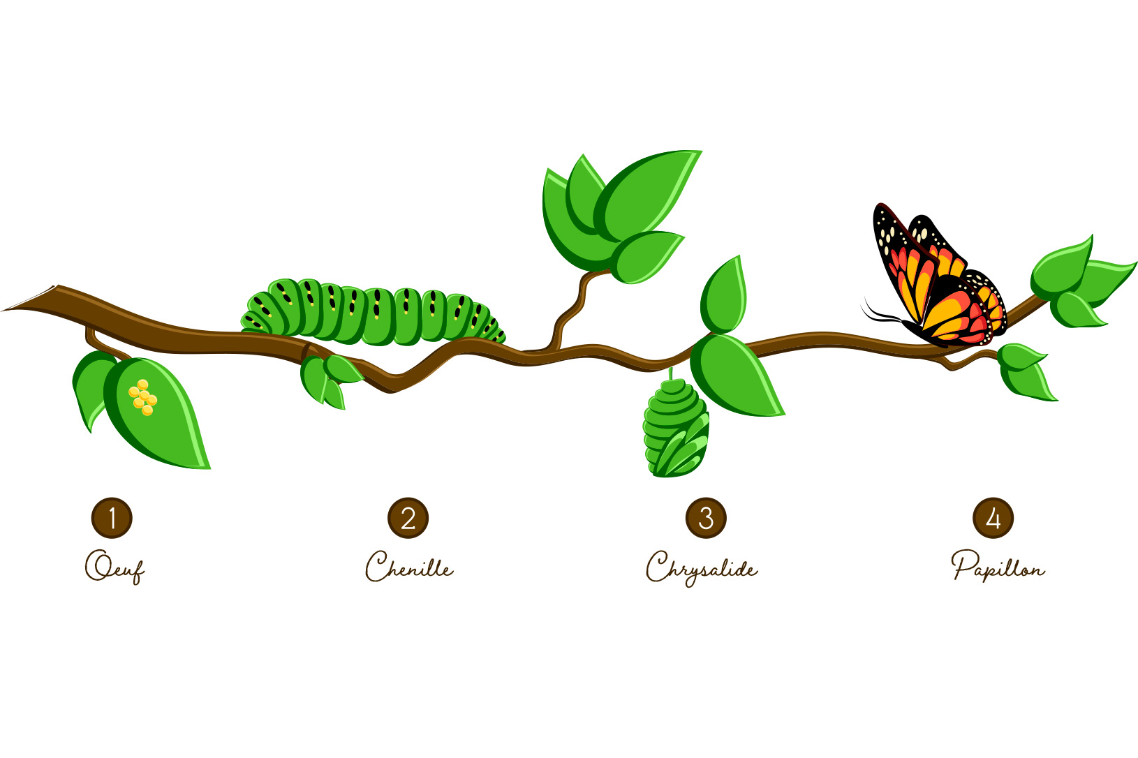 Les papillons : un voyage fascinant dans le monde de la métamorphose ...